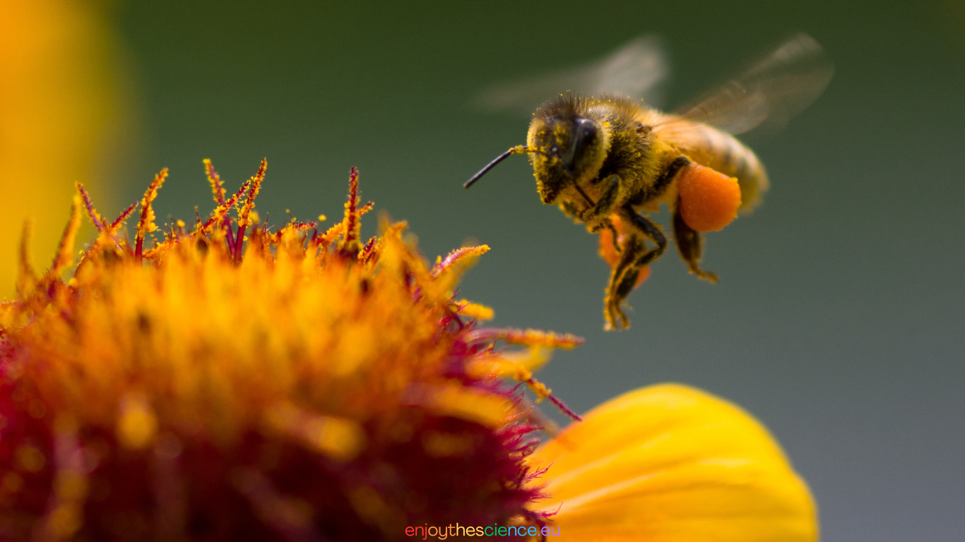 Le api con il QR code - EnjoytheScience.eu